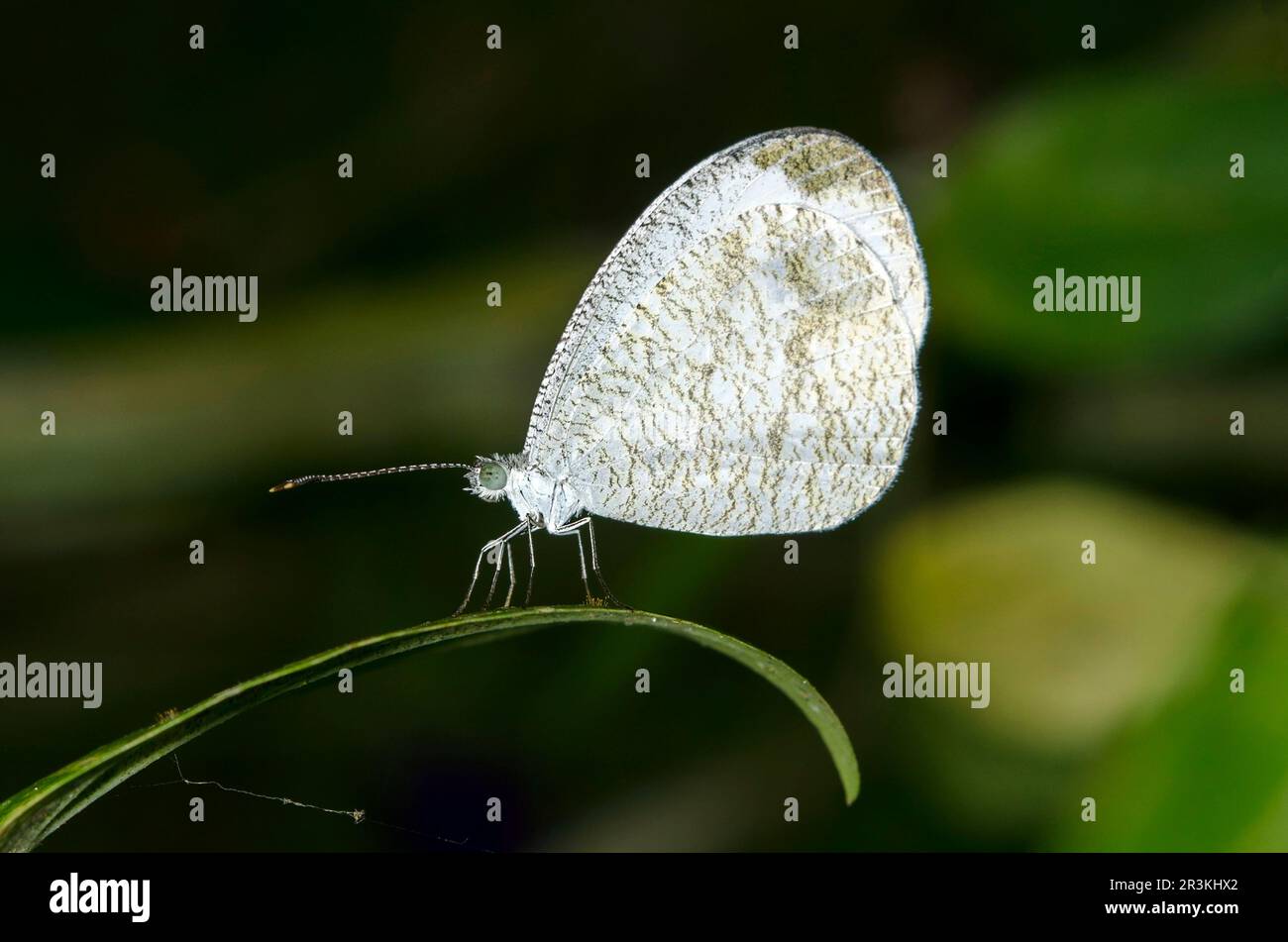 Lesser Darkwing Butterfly (Allotinus unicolor) on leaf, Klungkung, Bali ...