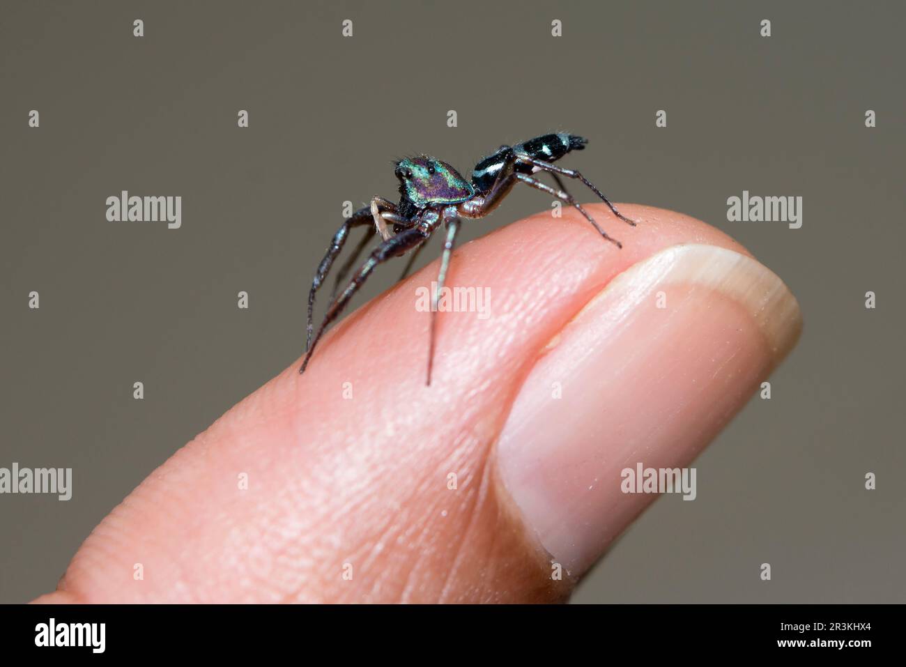 Fighting Spider (Thiania bhamoensis) on finger (model released ...