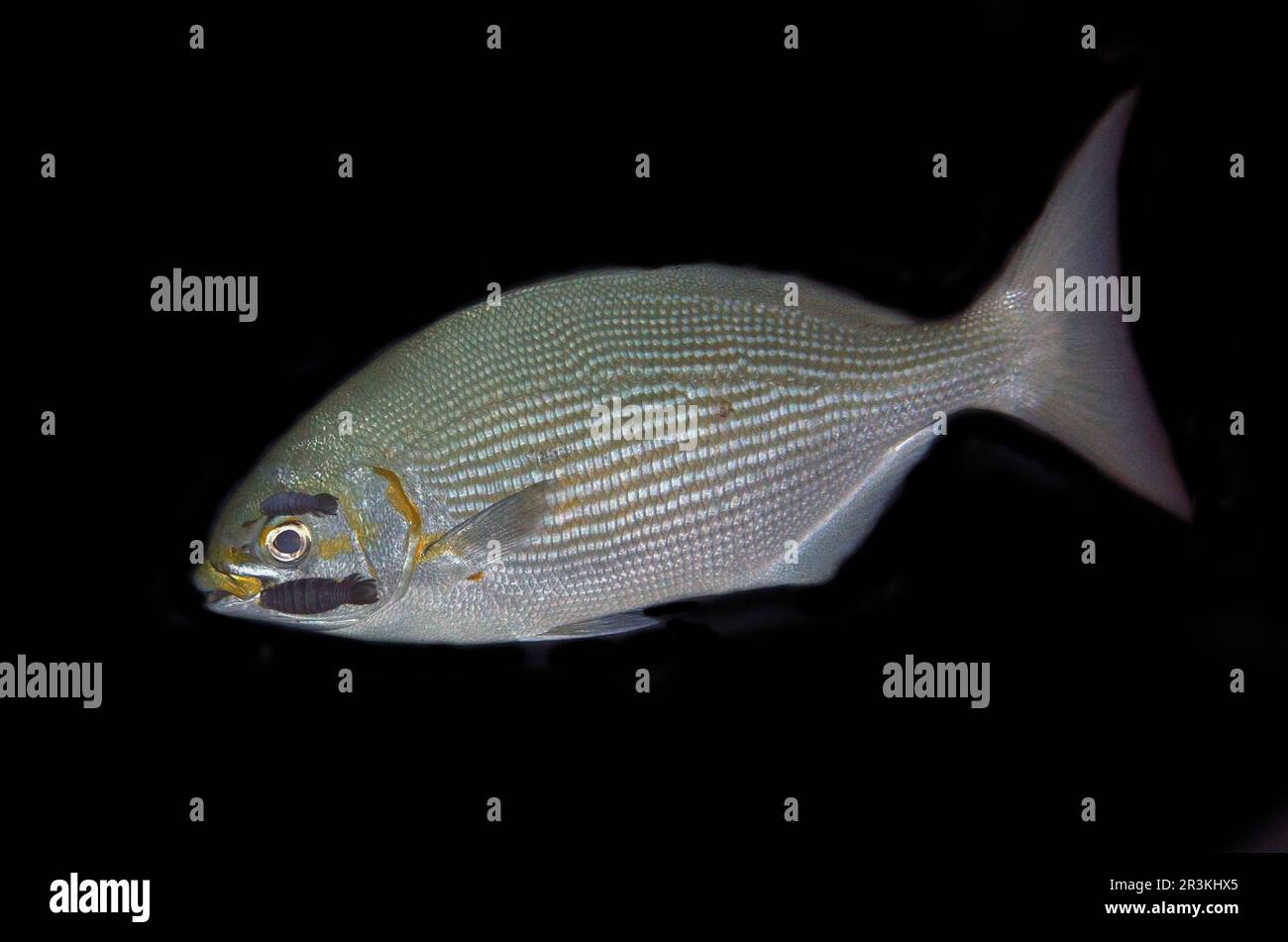 Topsail Chub (Kyphosus cinerascens) with pair of Cymathoid Isopods ...