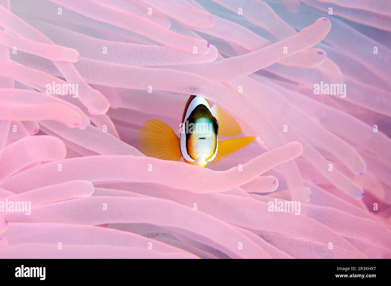Clark's Anemonefish (Amphiprion clarkii) in Magnificent Sea Anemone ...