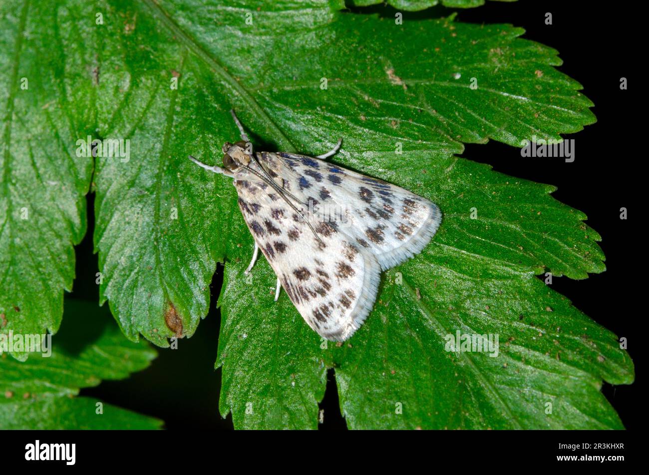 Moth (Erpis macularis), on leaf, Klungkung, Bali, Indonesia Stock Photo ...