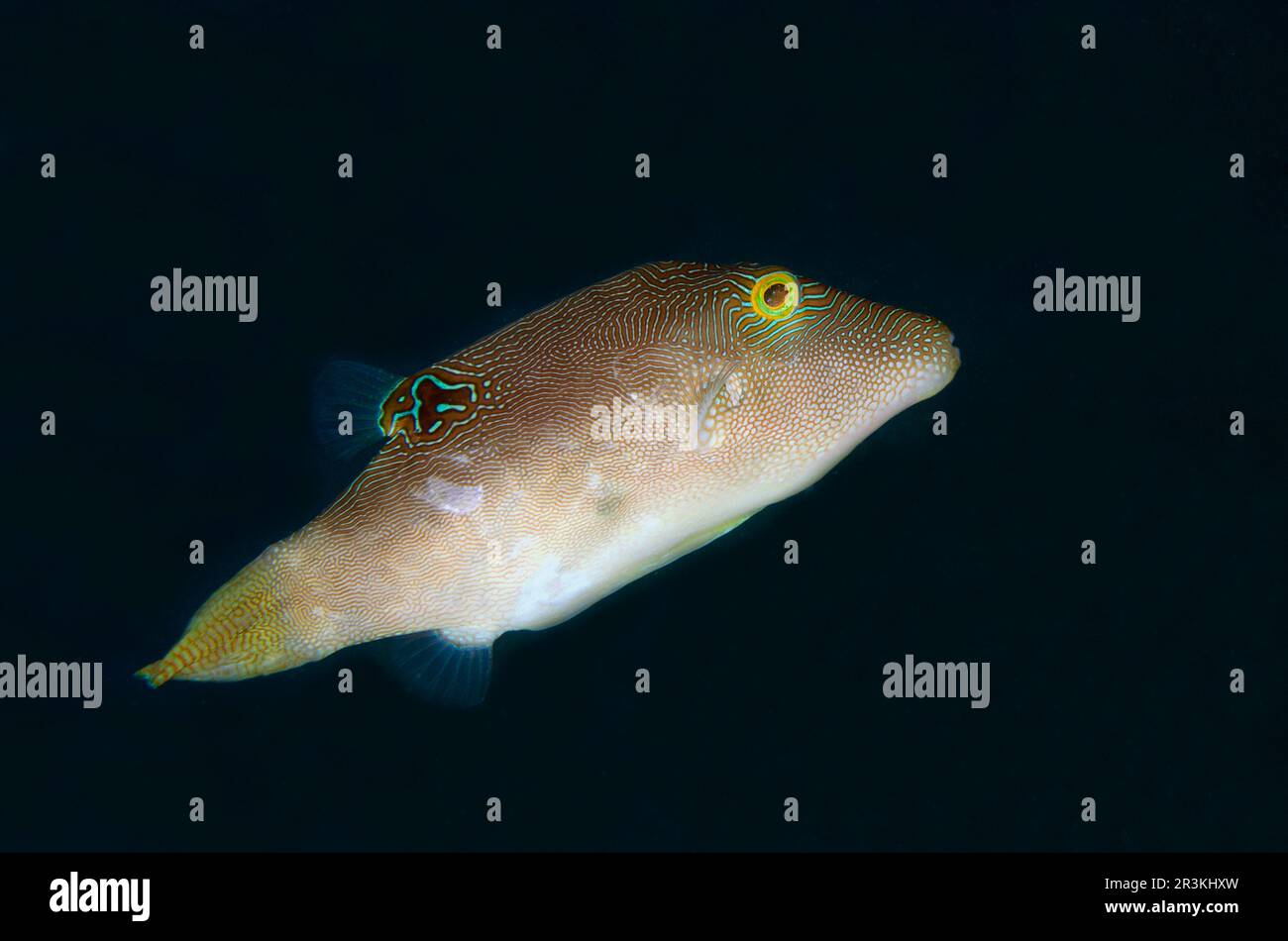 Compressed Toby (Canthigaster compressa), Laha dive site, Ambon, Maluku ...