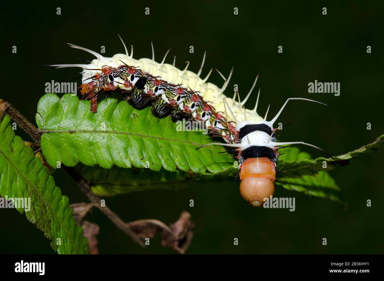 Prominent Moth Caterpillar (Dudusa sp) with long tentacles on leaf ...