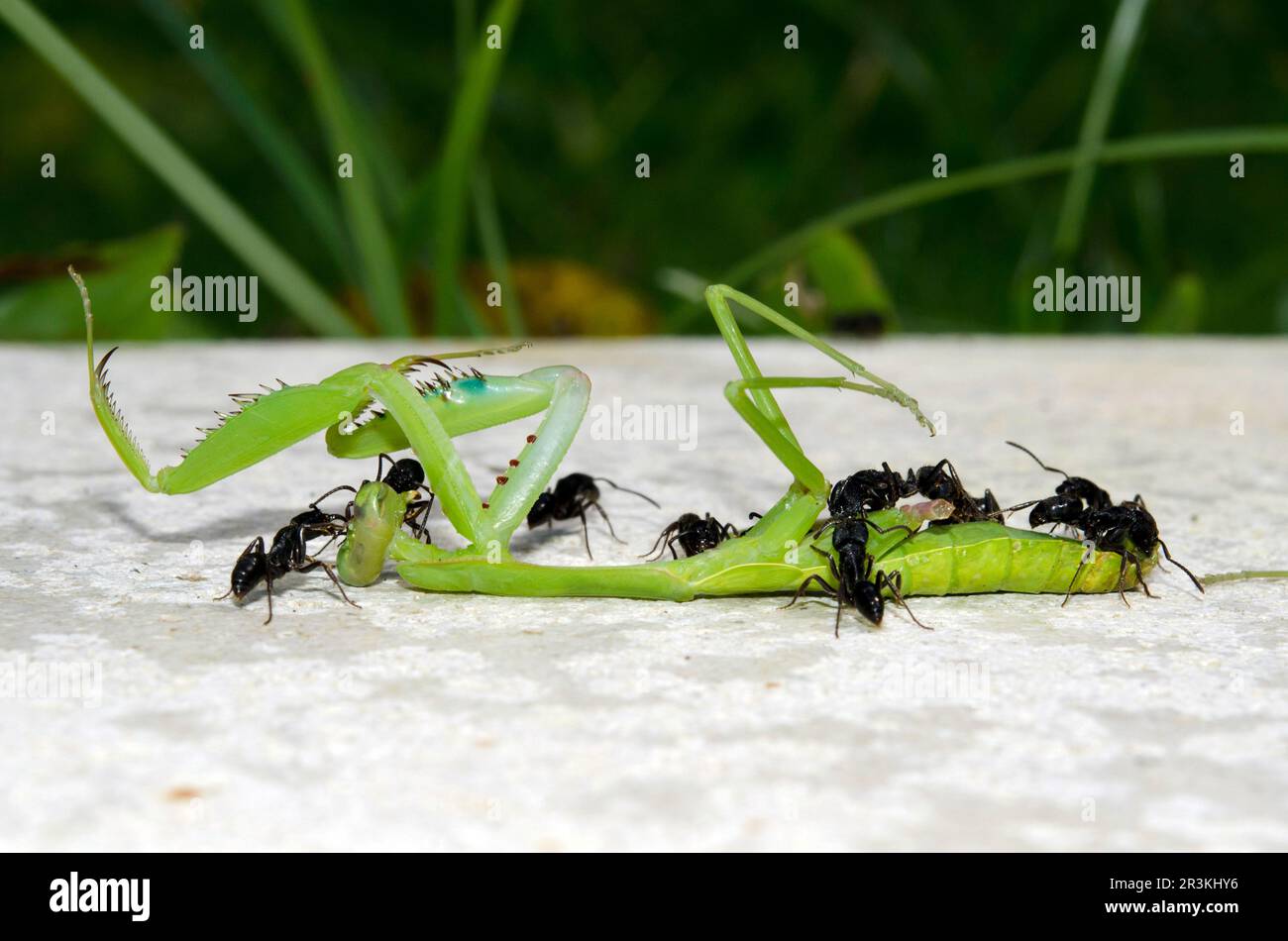 Dead Praying Mantis (Mantodea Order) being scavenged by Ants ...