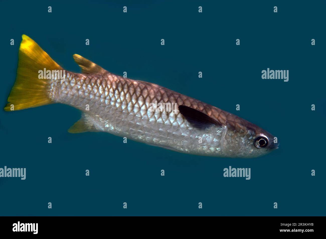 Squaretail Mullet (Ellochelon vaigiensis), Horseshoe Bay, Komodo ...