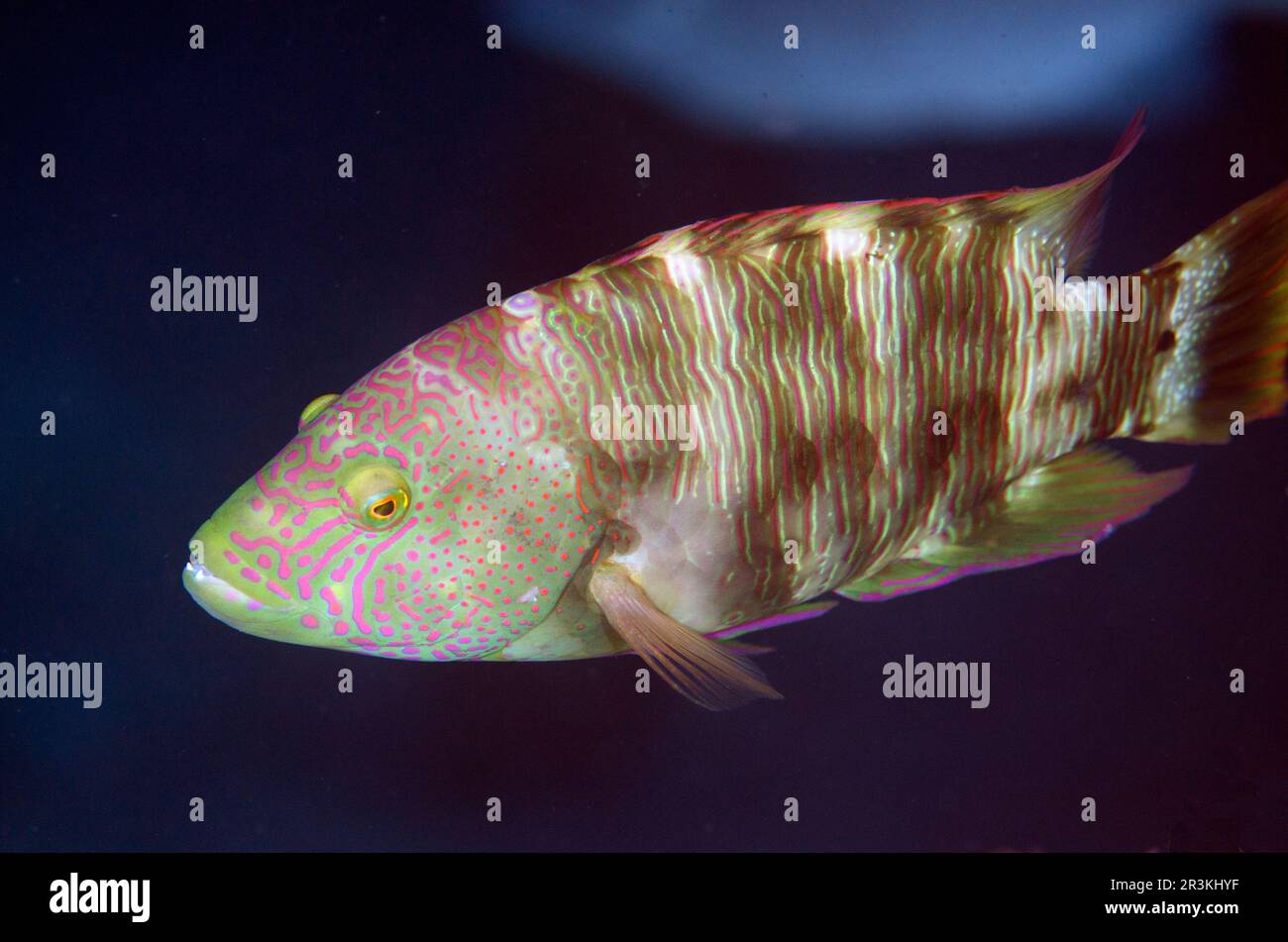 Tripletail Wrasse (Cheilinus trilobatus), Dampier Strait, Raja Ampat ...