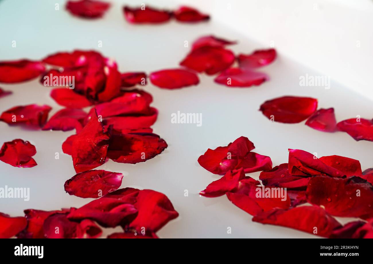 Red rose petals floating in bathtub with milk Stock Photo - Alamy