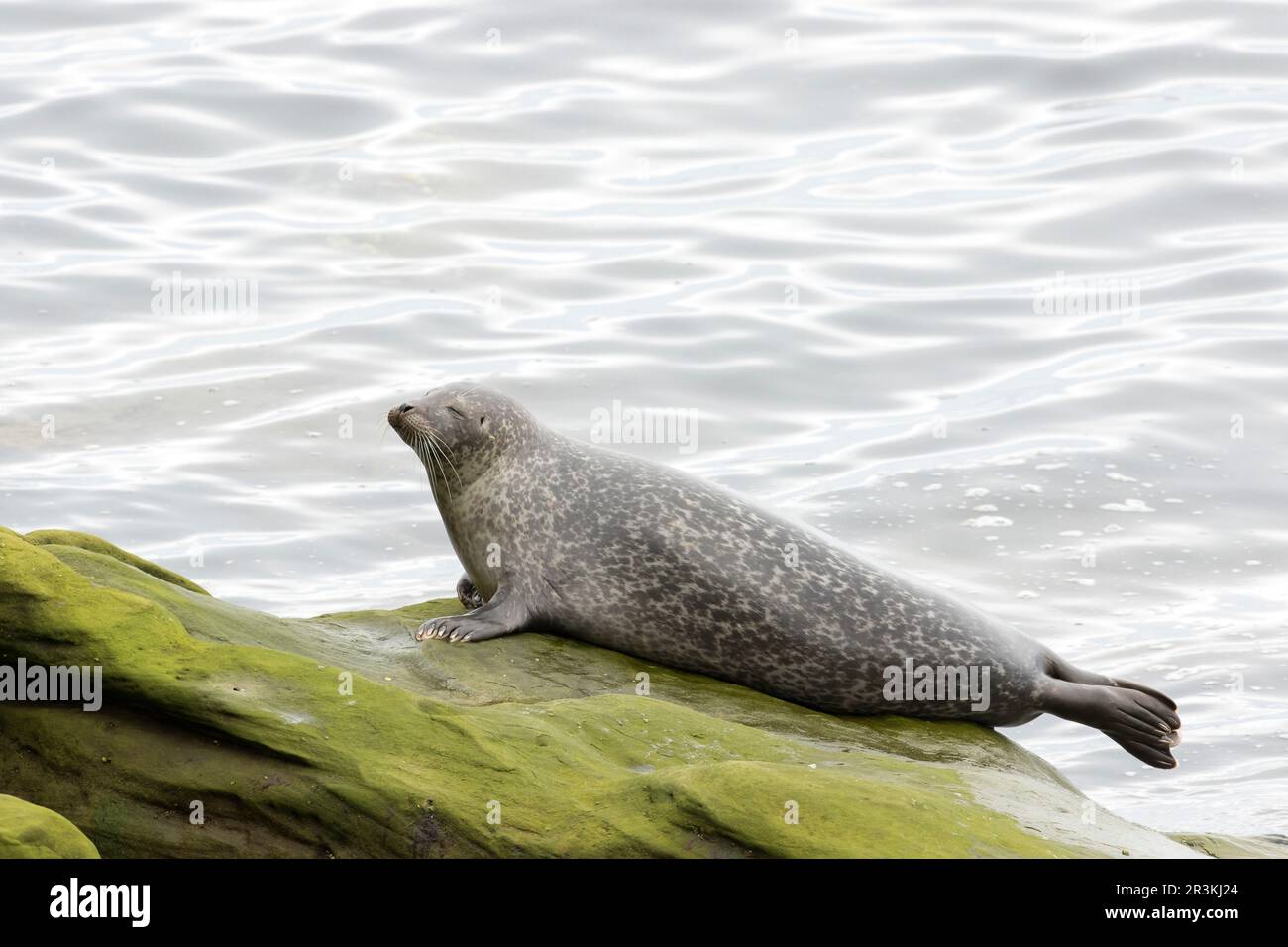 Harbour seal (Phoca vitulina) lying on a rock and watching. Forillon ...