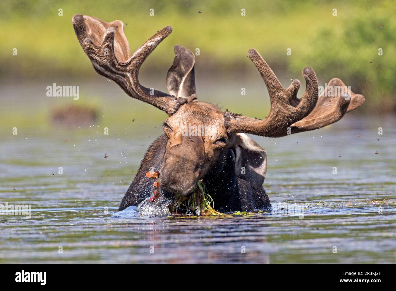 Male moose (Alces alces) feeding on aquatic plants in a lake. La ...