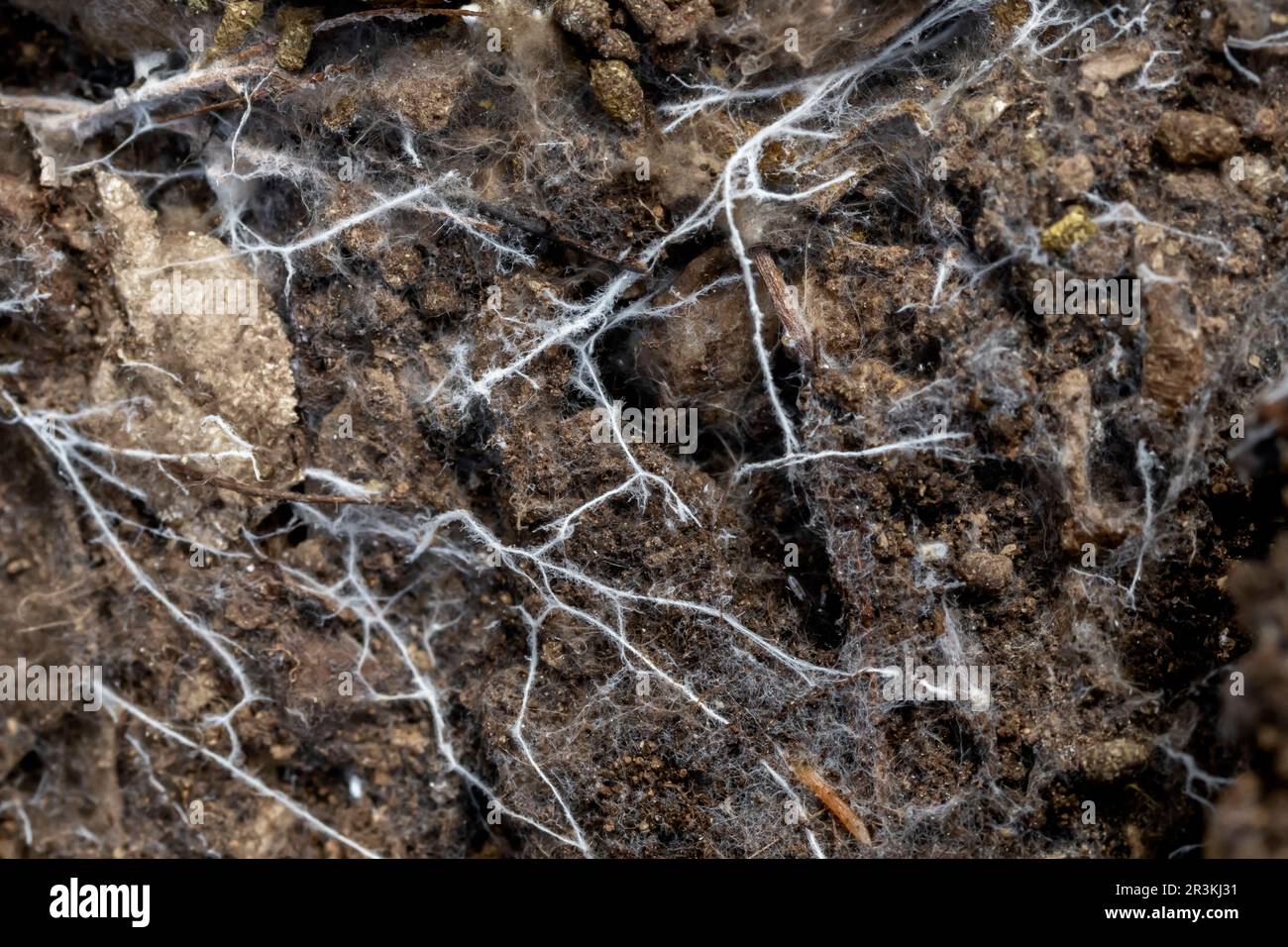 Threads of fungus mycelium in organic soil, Bouches-du-Rhone, France ...