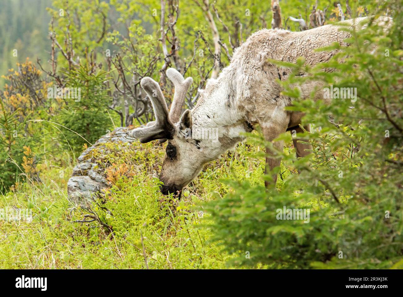 Male caribou (Rangifer tarandus) with growing antlers. Caribou feeding ...