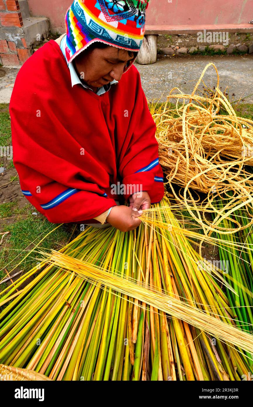 Aymara working the totora (Schoenoplectus californicus subsp. tatora ...