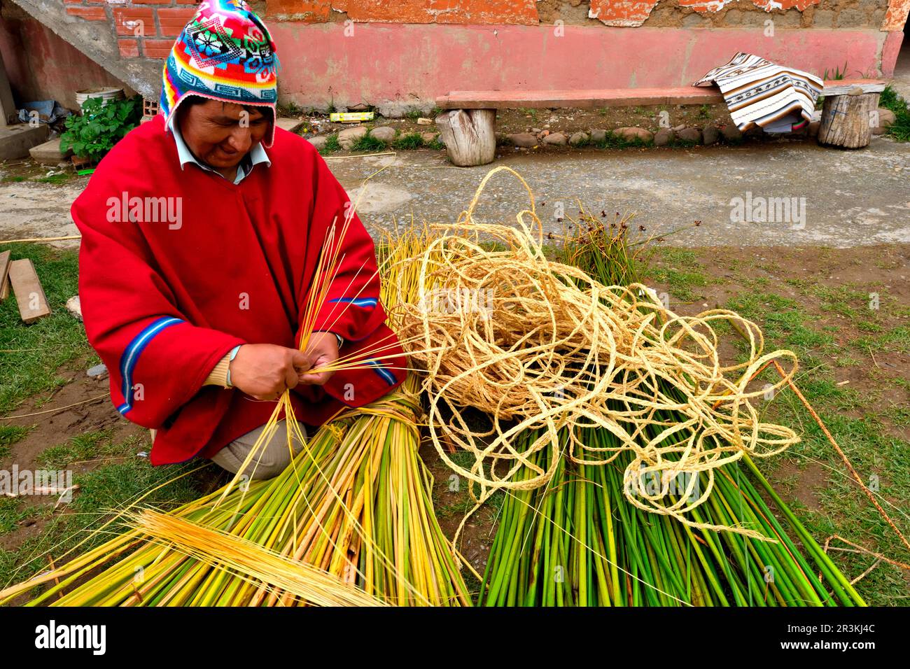 Aymara working the totora (Schoenoplectus californicus subsp. tatora ...
