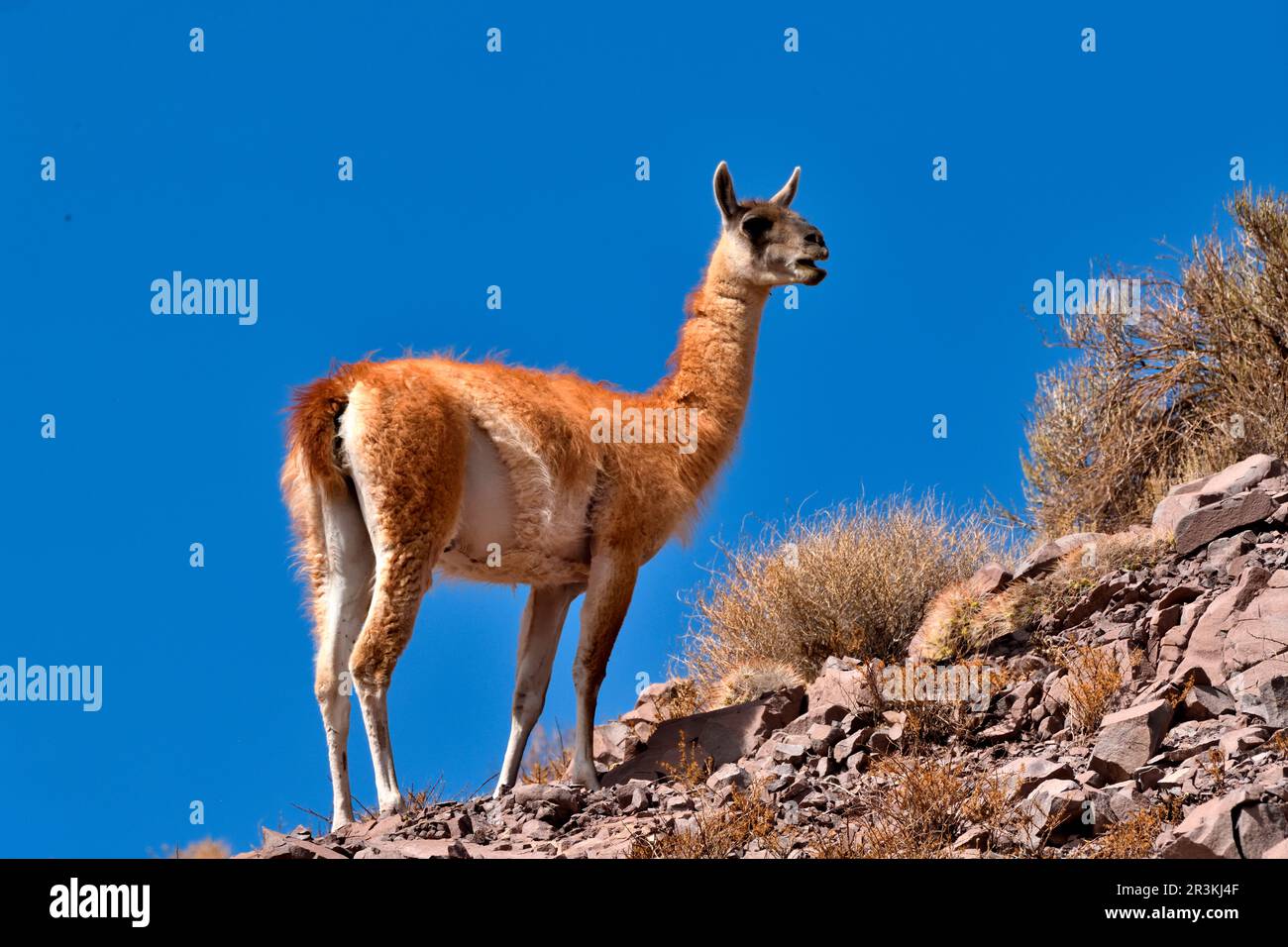 Guanaco (Lama guanicoe cacsilensis), Atacama, Chili, Peru Stock Photo ...