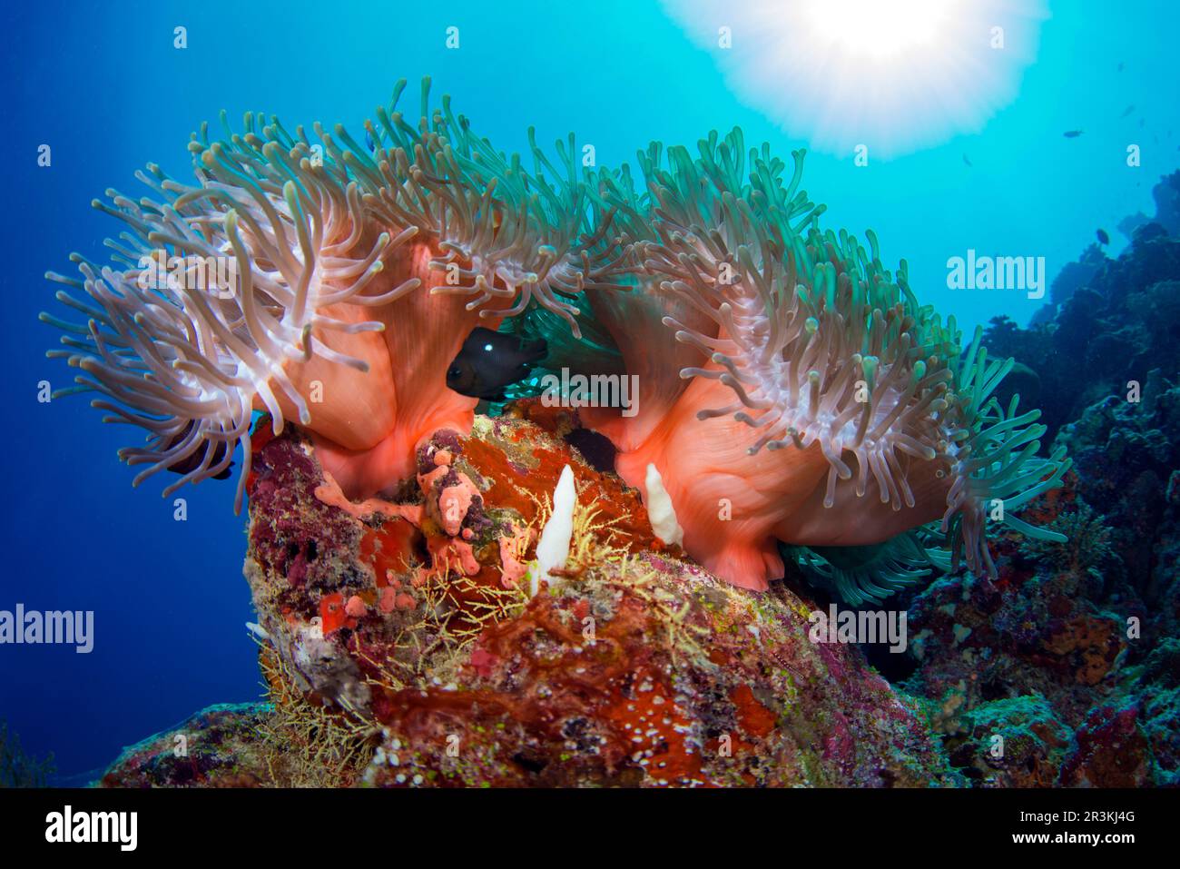 Anemone (Heteractis magnifica), coral reef. Ari Atoll, Maldives. Marine ...