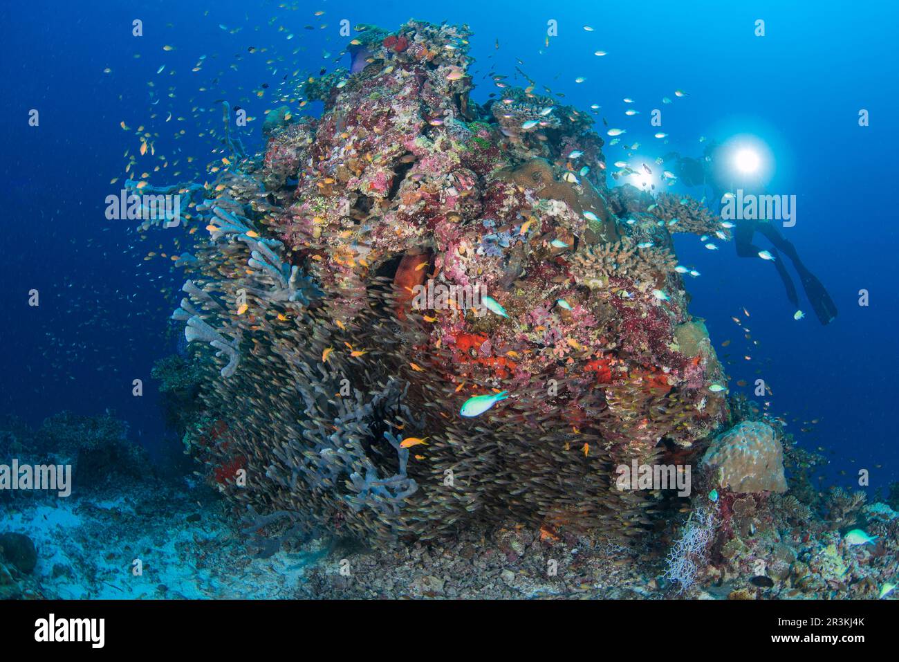 Coral reef. Ari Atoll, Maldives. Marine ecosystem. Indian Ocean Stock ...