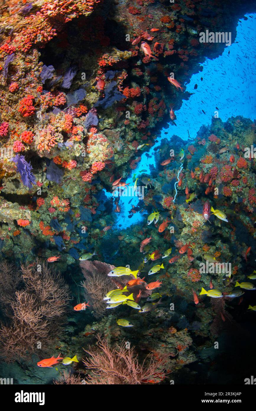 Coral reef. Ari Atoll, Maldives. Marine ecosystem. Indian Ocean Stock ...