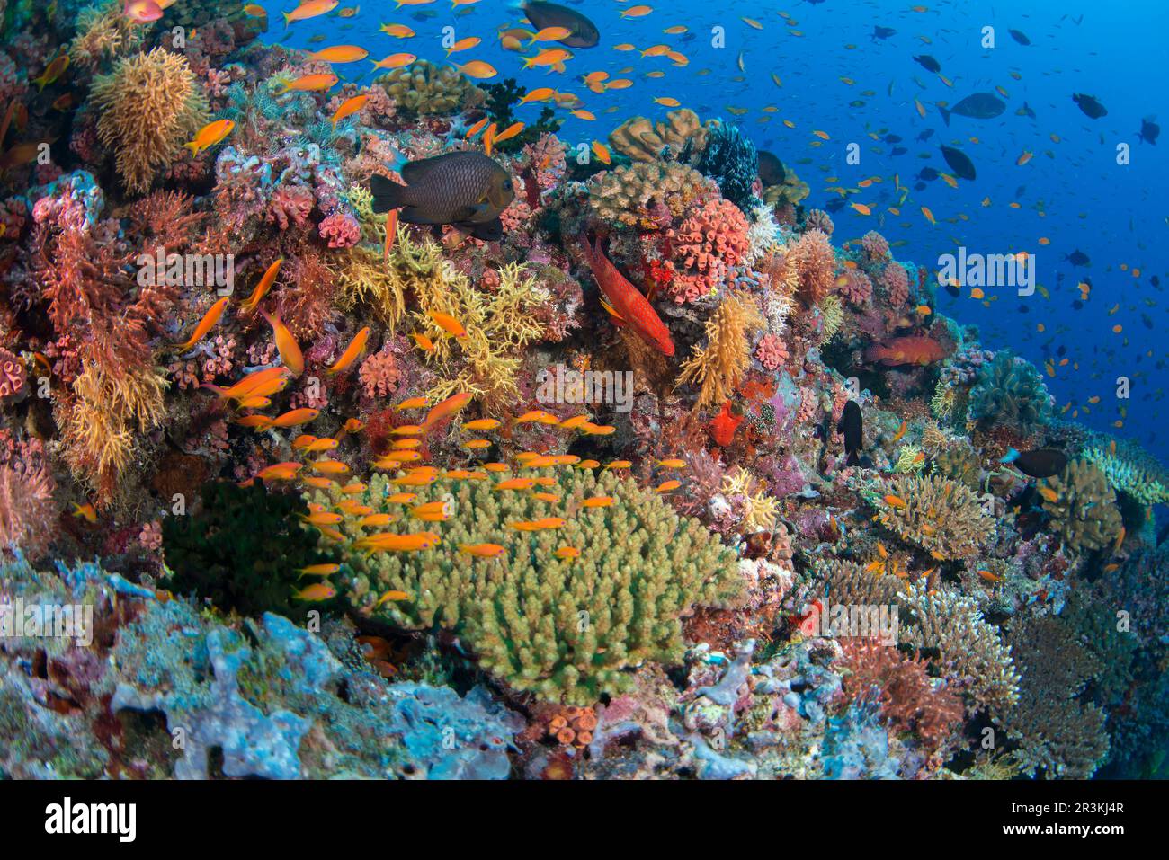 Marine Biome Coral Reef