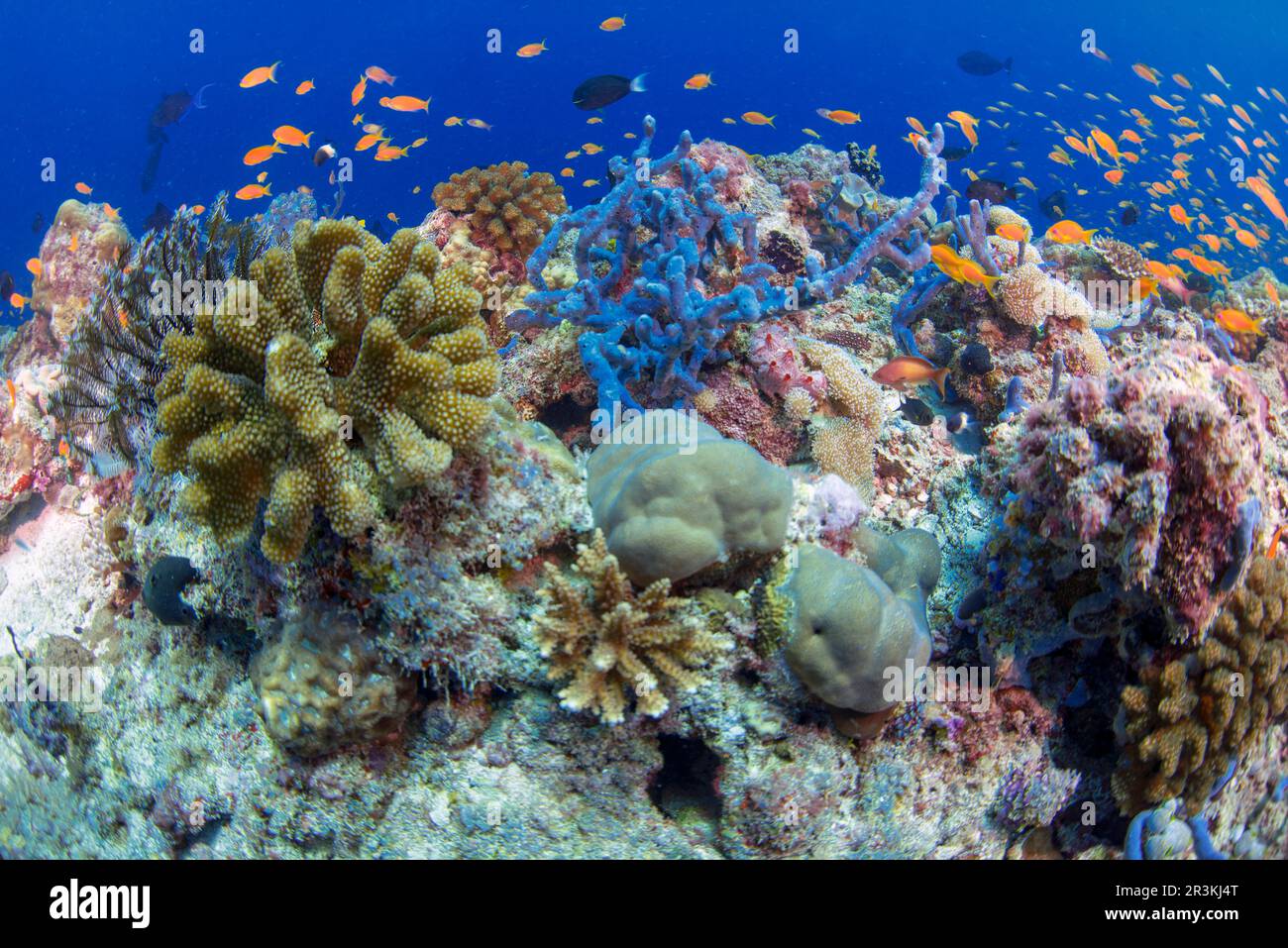 Coral reef. Ari Atoll, Maldives. Marine ecosystem. Indian Ocean Stock ...