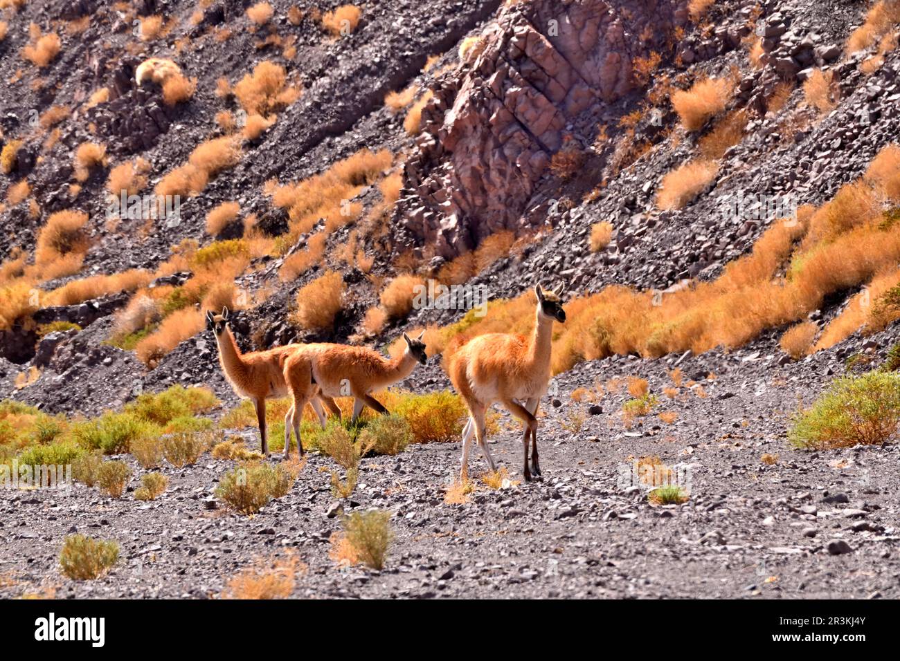 Guanaco (Lama guanicoe cacsilensis), Atacama, Chili, Peru Stock Photo ...