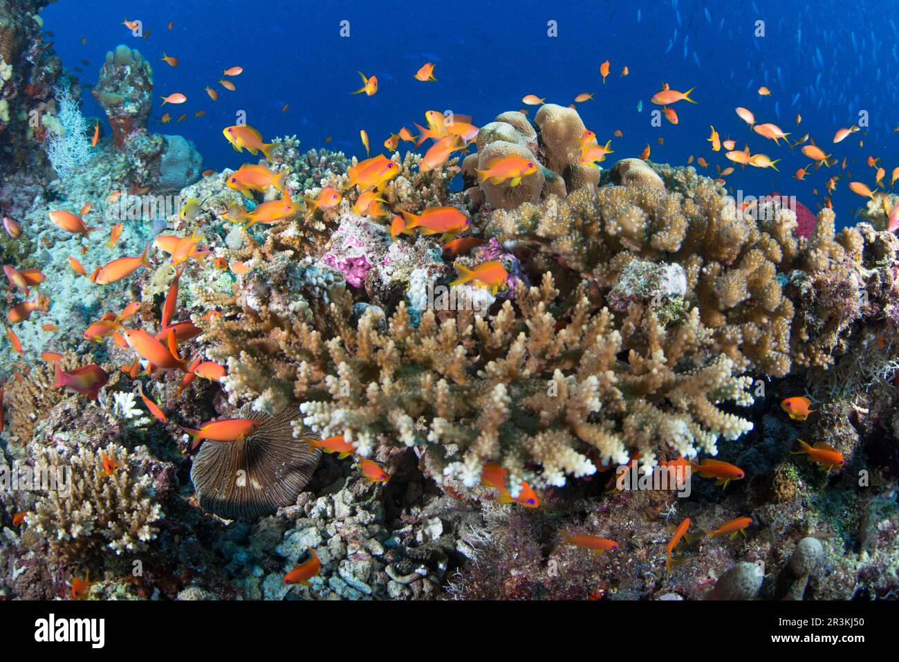 Coral reef. Ari Atoll, Maldives. Marine ecosystem. Indian Ocean Stock ...