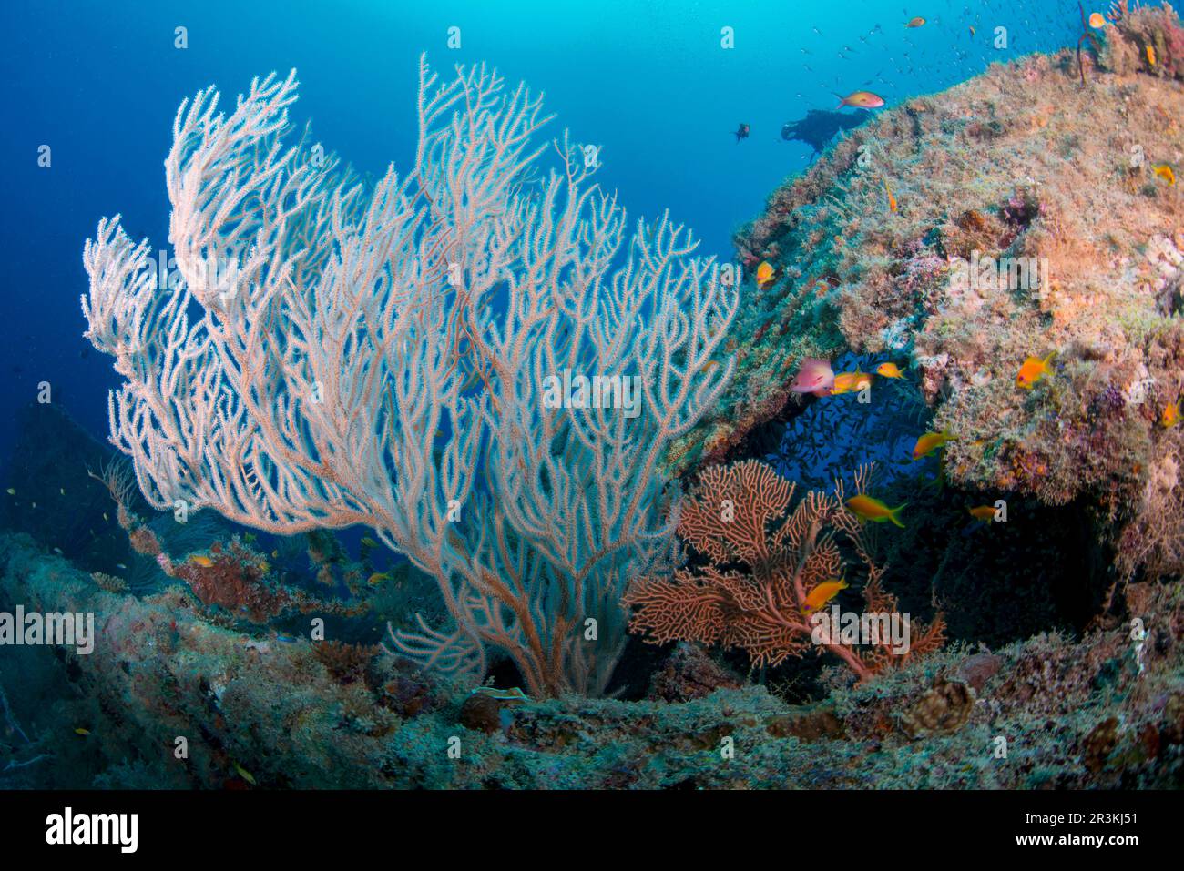 Coral reef. Ari Atoll, Maldives. Marine ecosystem. Indian Ocean Stock ...
