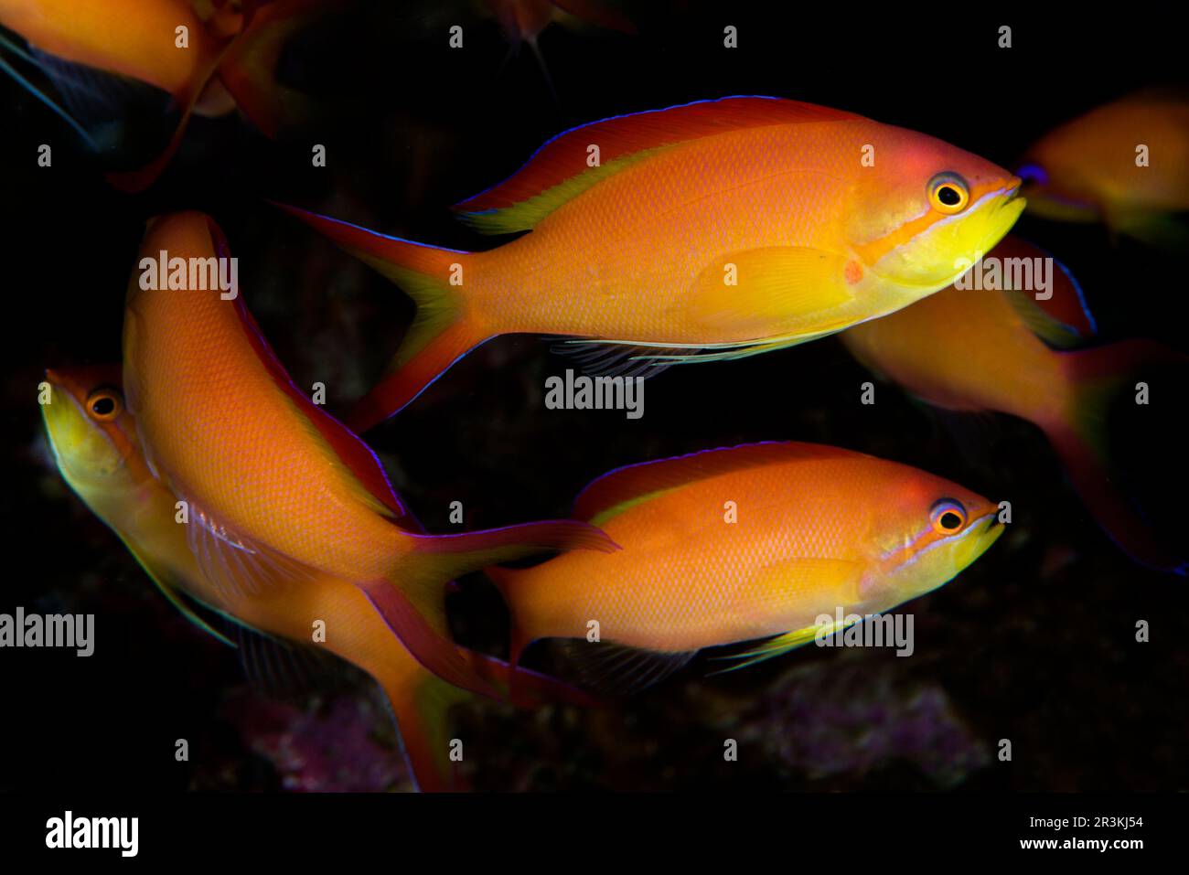 Fairy basslet pseudanthias d hi-res stock photography and images - Alamy