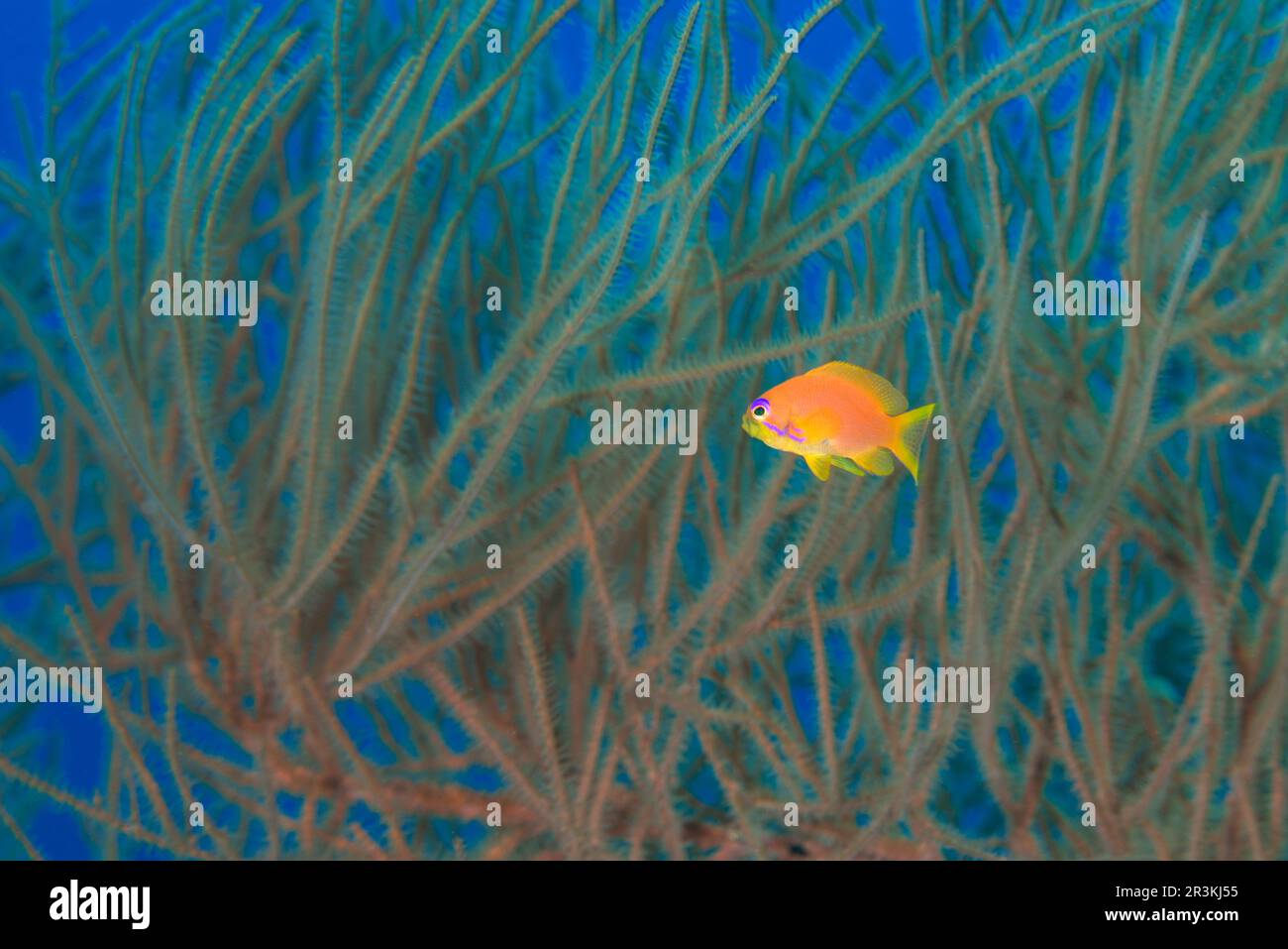 Scalefin anthias (Pseudanthias sp). Ari atoll. Maldives Islands, Indian ...