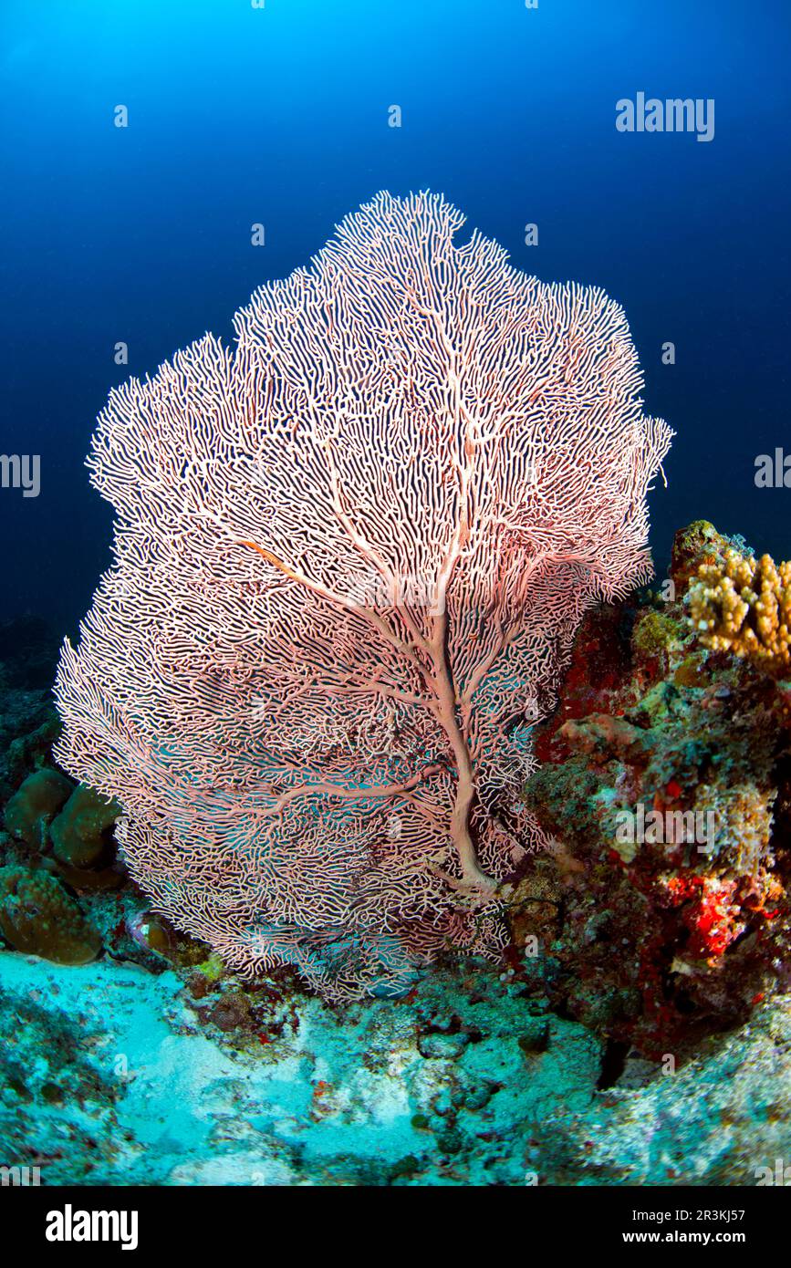 Gorgone (Subergorgia mollis). Coral reef. Ari Atoll, Maldives. Marine ...
