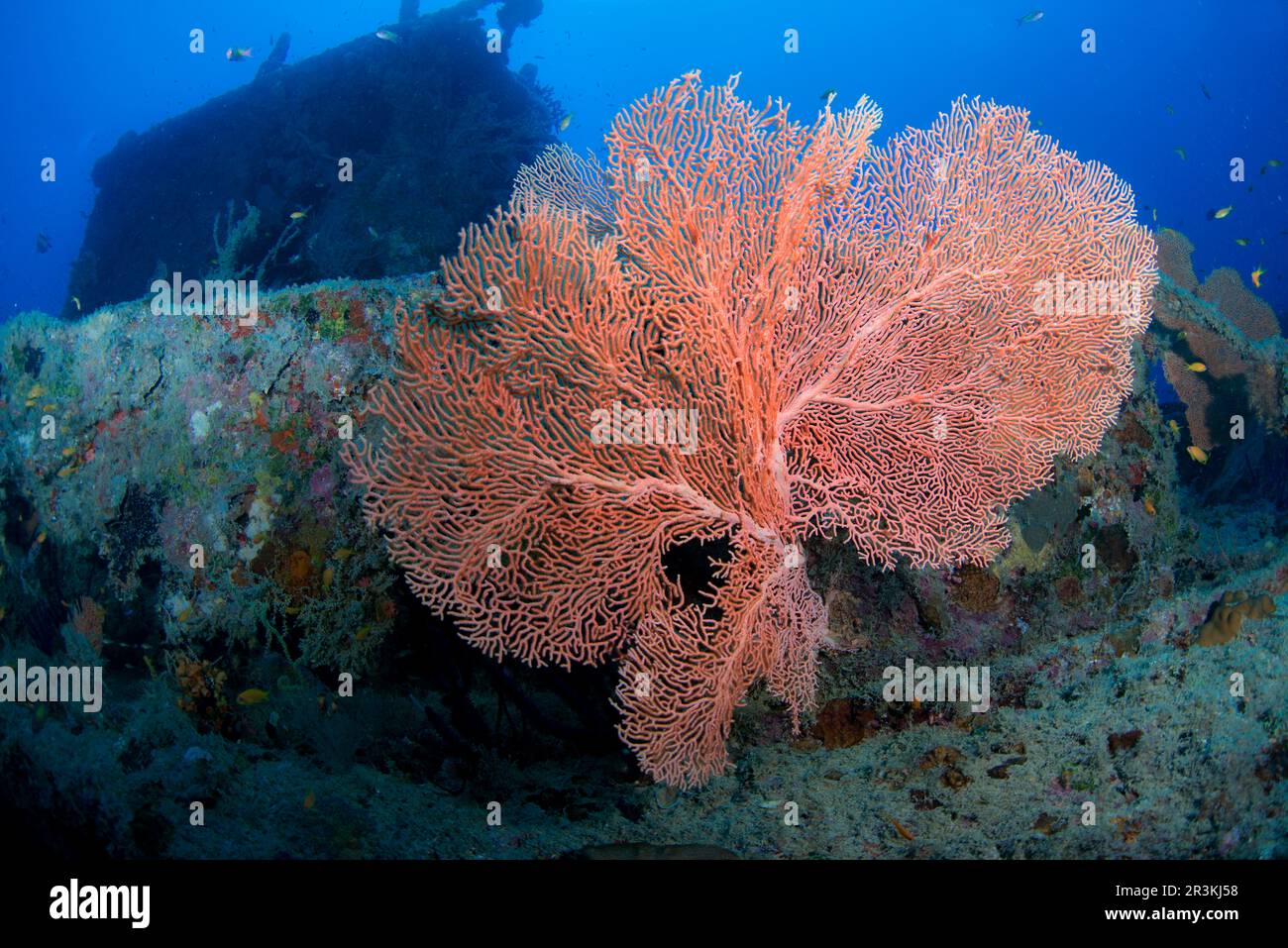 Gorgone (Subergorgia mollis). Fesdhoo wreck. Coral reef. Ari Atoll ...