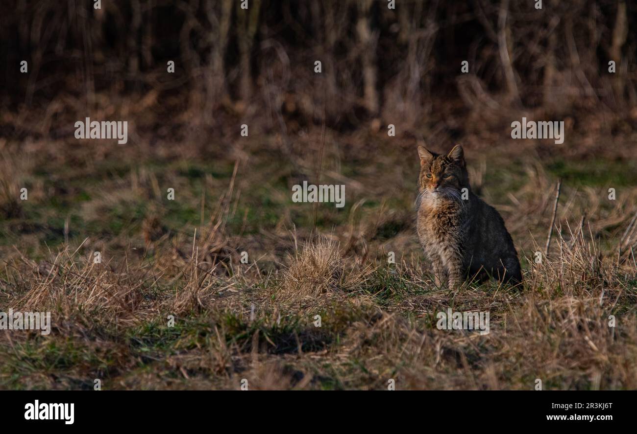 Best cat picture hi-res stock photography and images - Alamy