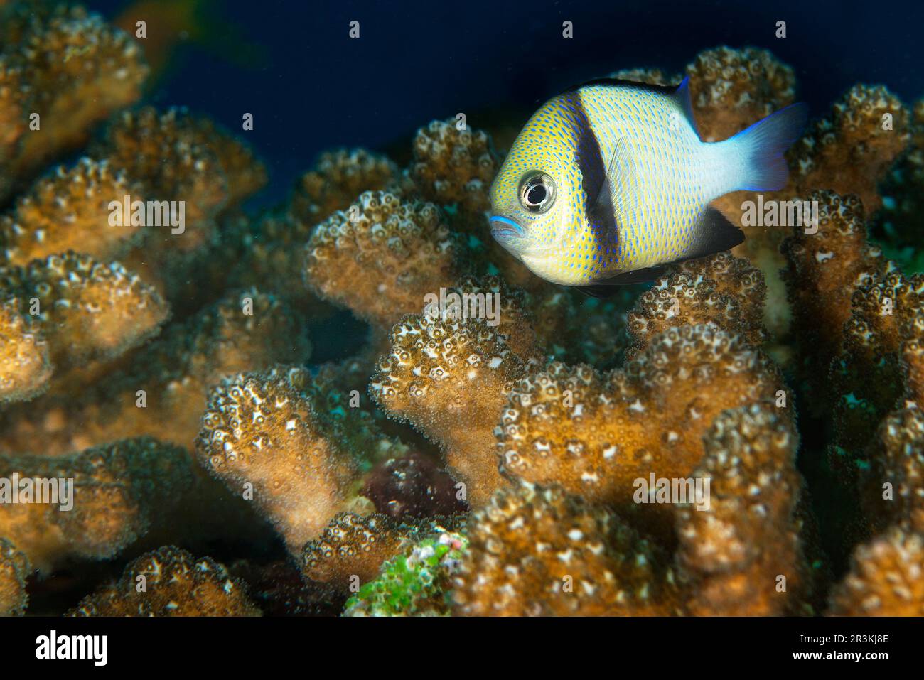 Reticulate dascyllus (Dascyllus carneus). Ari atoll. Maldives Islands ...