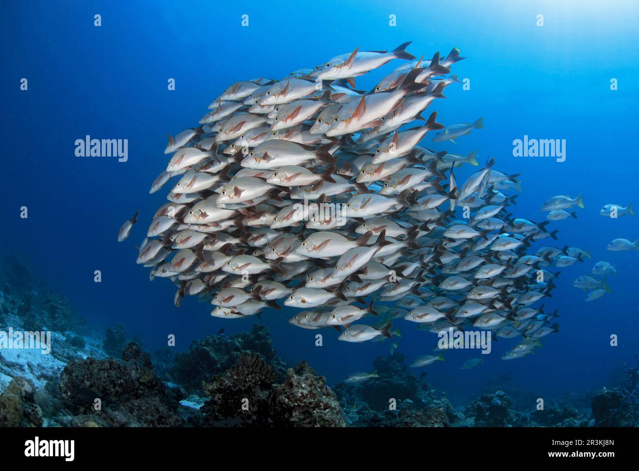 Shoal of Humpback Snapper (Lutjanus gibbus). Maldives Islands, Indian ...