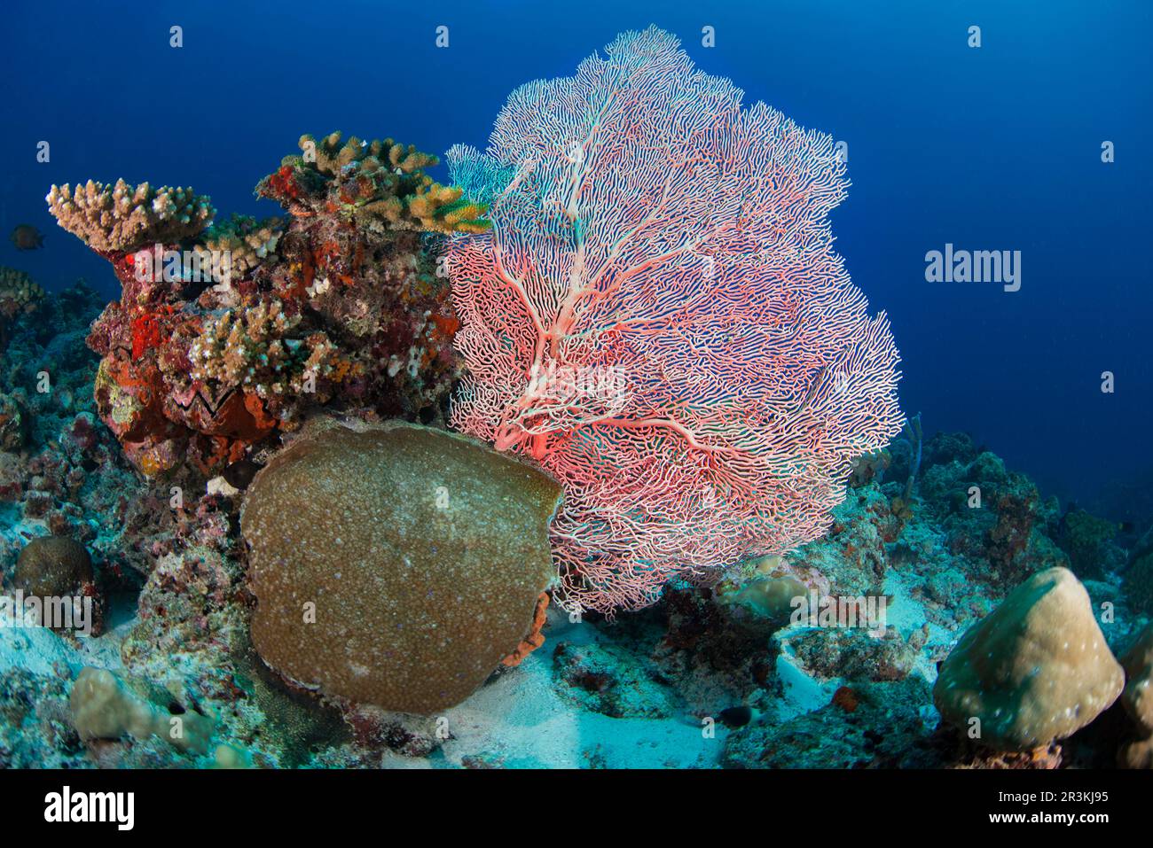 Gorgone (Subergorgia mollis). Coral reef. Ari Atoll, Maldives. Marine ...