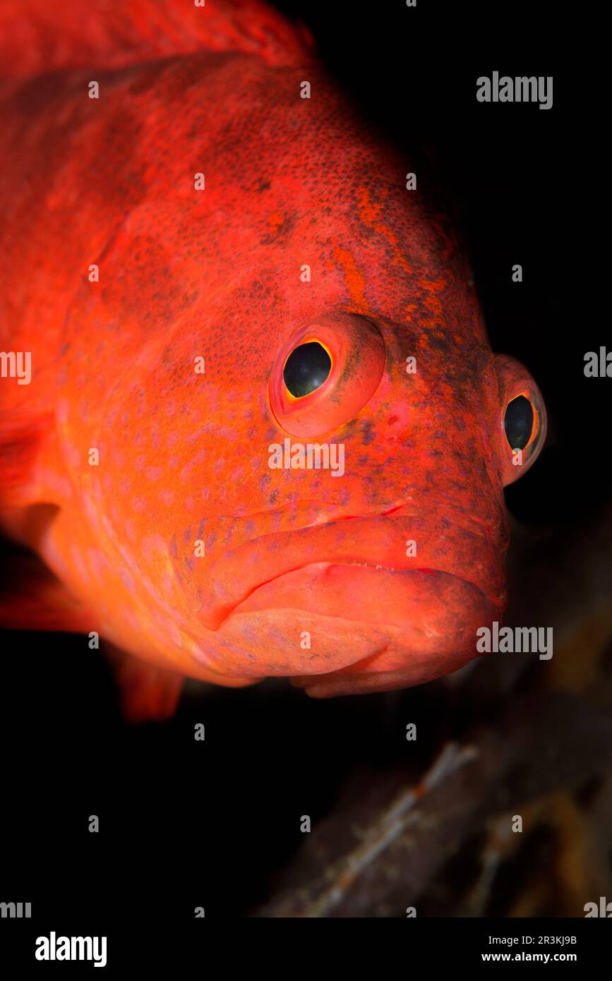 Coral grouper (Cephalopholis urodeta). Maldives Islands, Indian Ocean ...