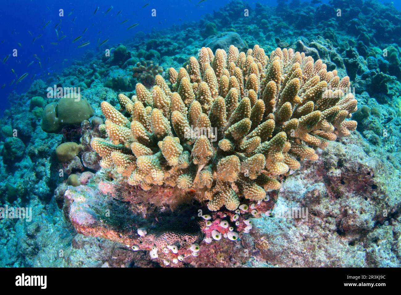 Coral (Acropora sp.). Coral reef. Ari Atoll, Maldives. Marine ecosystem ...