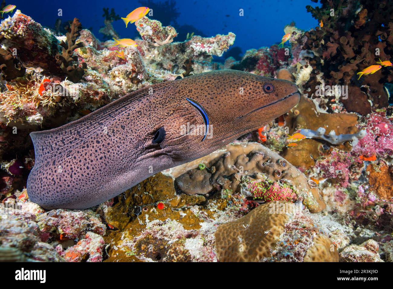 Yellowmargin moray (Gymnothorax flavimarginatus). Maldiva's Islands ...