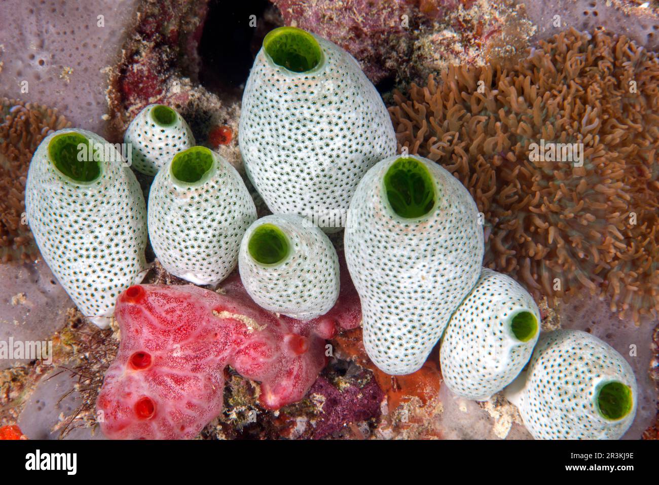 Green Barrel Sea Squirt (Didemnum molle), coral reef. Ari Atoll ...