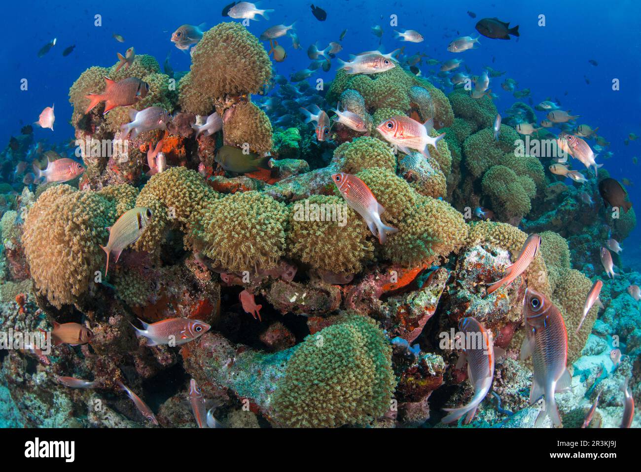 Marine Biome Coral Reef