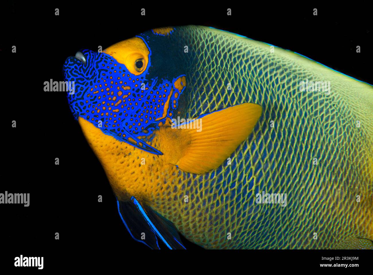 Bluefaced angelfish, yellowmask angelfish (Pomacanthus xanthometopon ...
