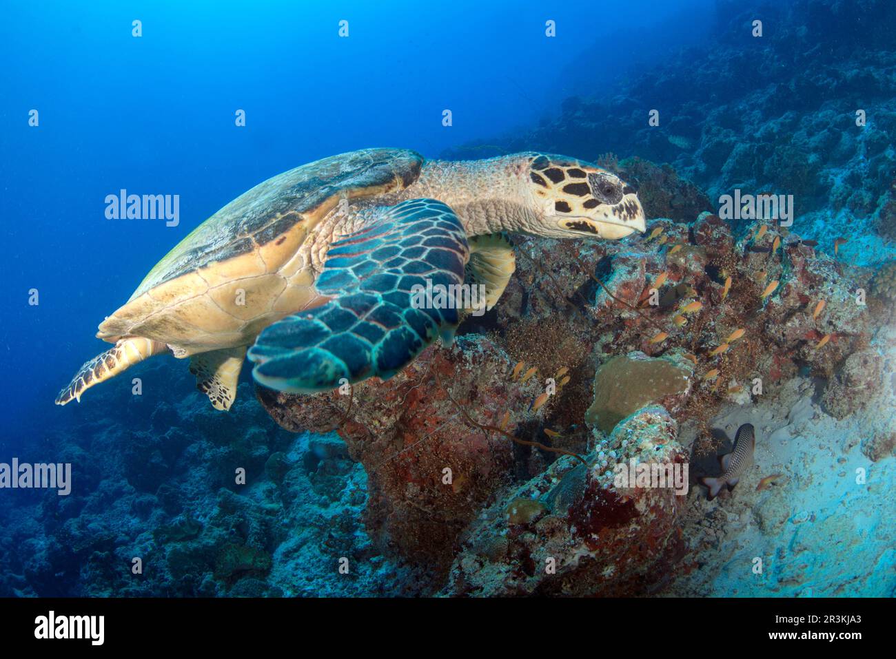Turtle (Eretmochelys imbricata). Coral reef. Maldives. Marine ecosystem ...