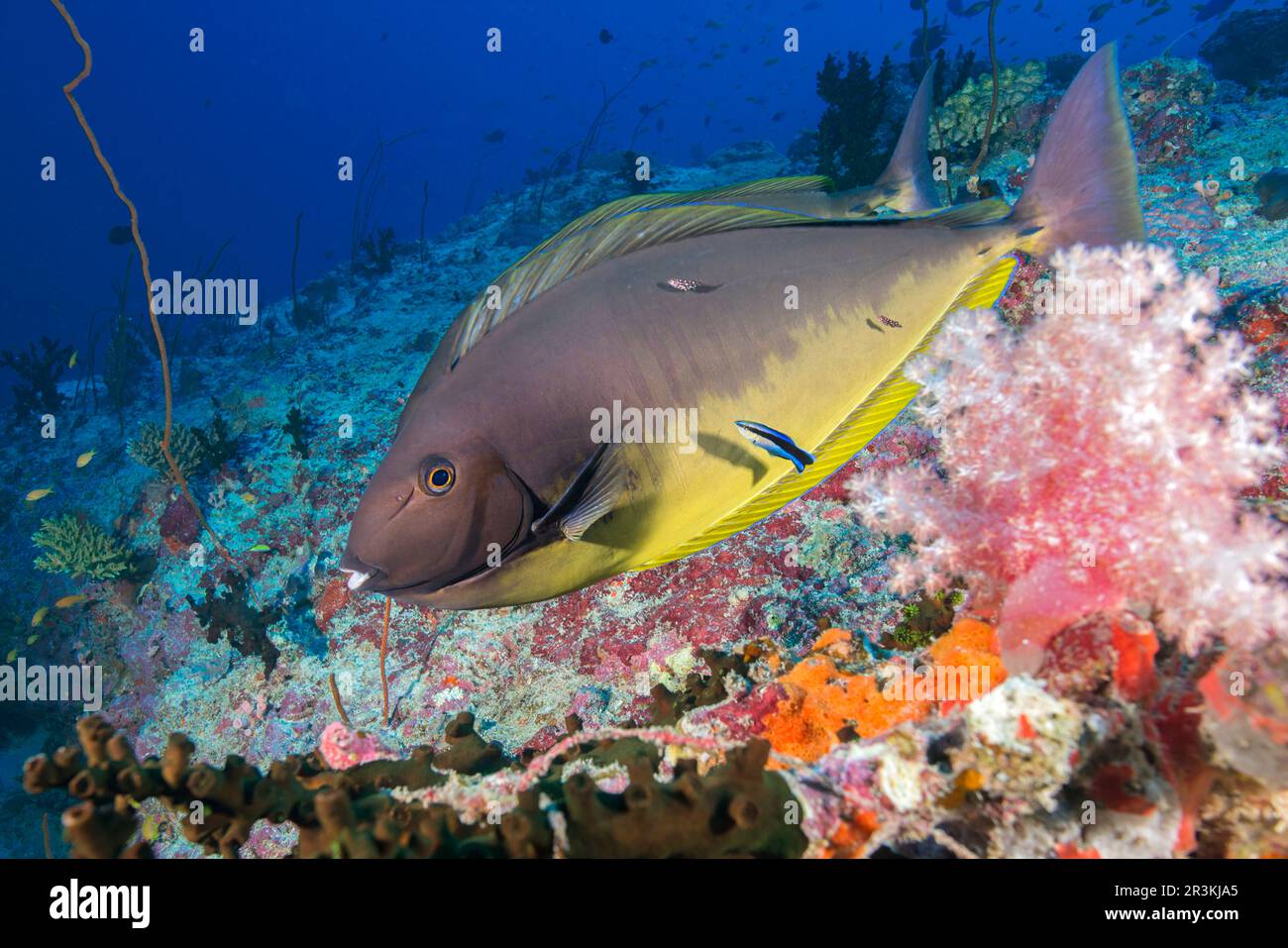 Bignose Unicornfish (Naso vlamingii). Maldives Islands, Indian Ocean ...