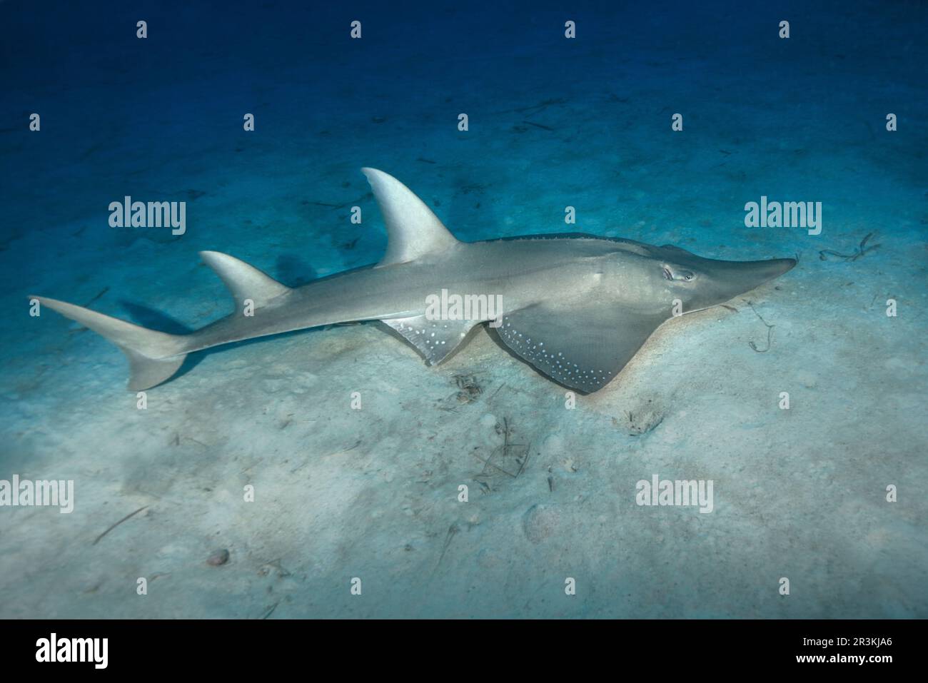 Giant Guitarfish (Rhynchobatus djiddensis). Male Atoll, Maldives ...