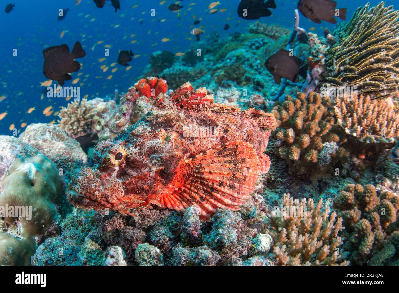 Tassled scorpionfish (Scorpaenopsis oxycephala). Maldives Islands ...