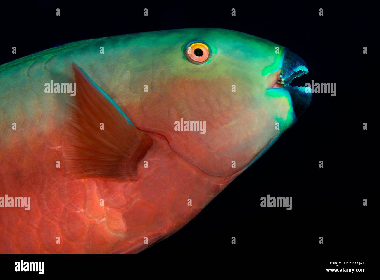 Parrotfish (Scarus sp.). Maldives Islands, Indian Ocean Stock Photo - Alamy