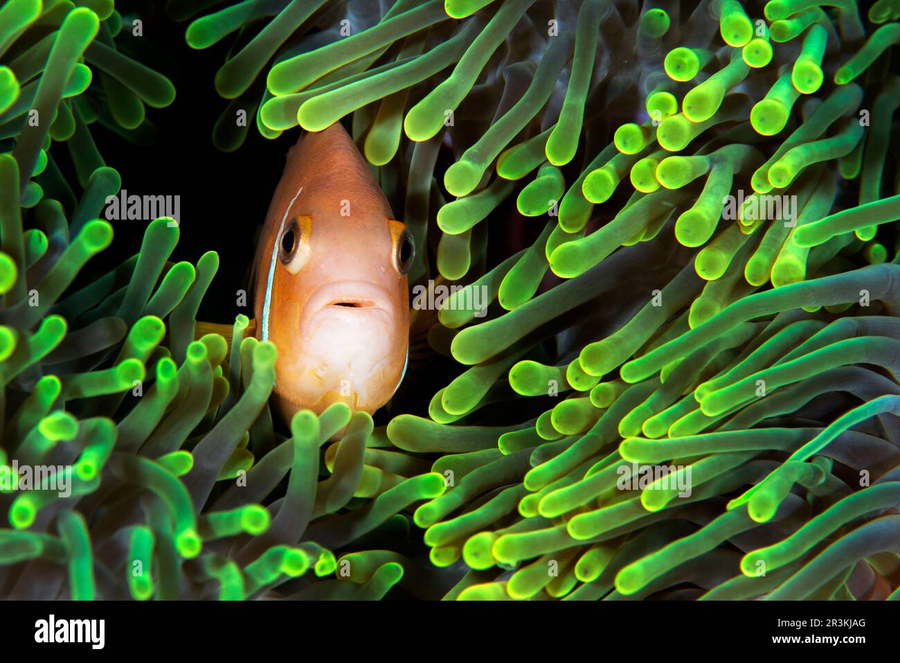 Yellowtail clownfish (Amphiprion nigripes) protecting itself in its ...