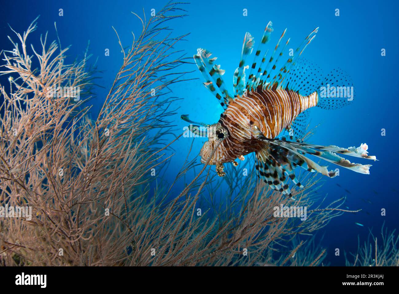 Red lionfish (Pterois volitans). Maldives Islands, Indian Ocean Stock ...