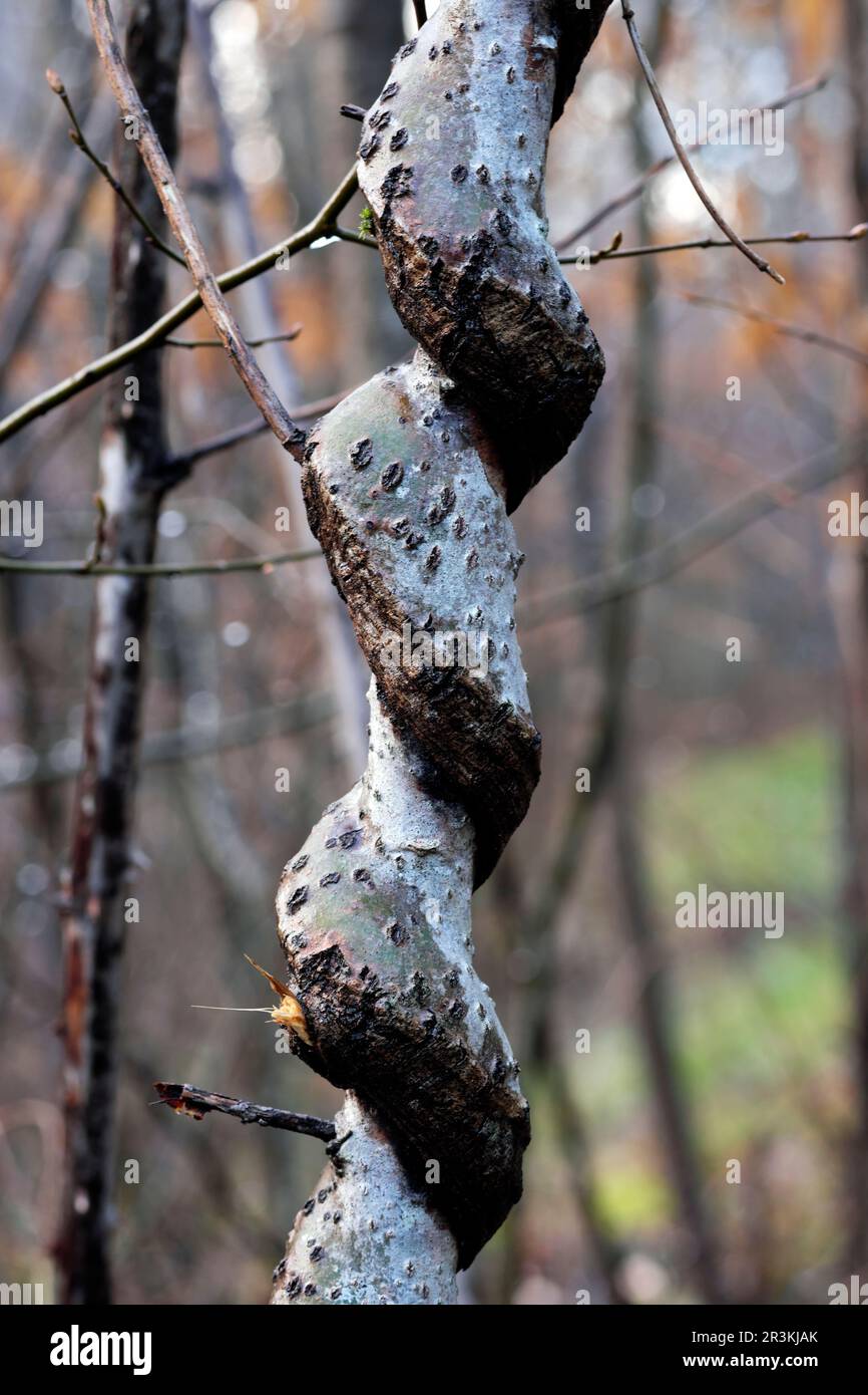 Poplar aspen (Populus tremula), twisted deformation of a young plant ...