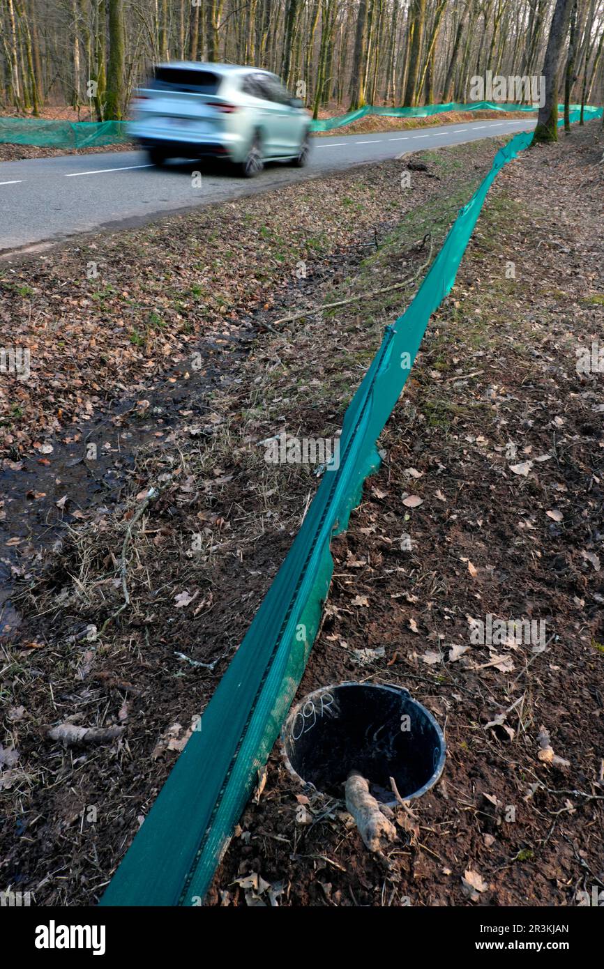 Roadside nets, saving amphibians, forest near ponds, early spring ...