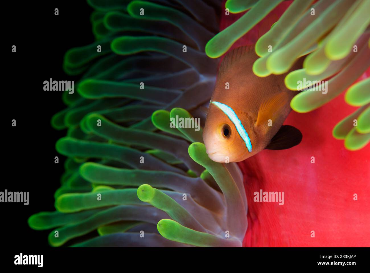 Yellowtail clownfish (Amphiprion nigripes) protecting itself in its ...